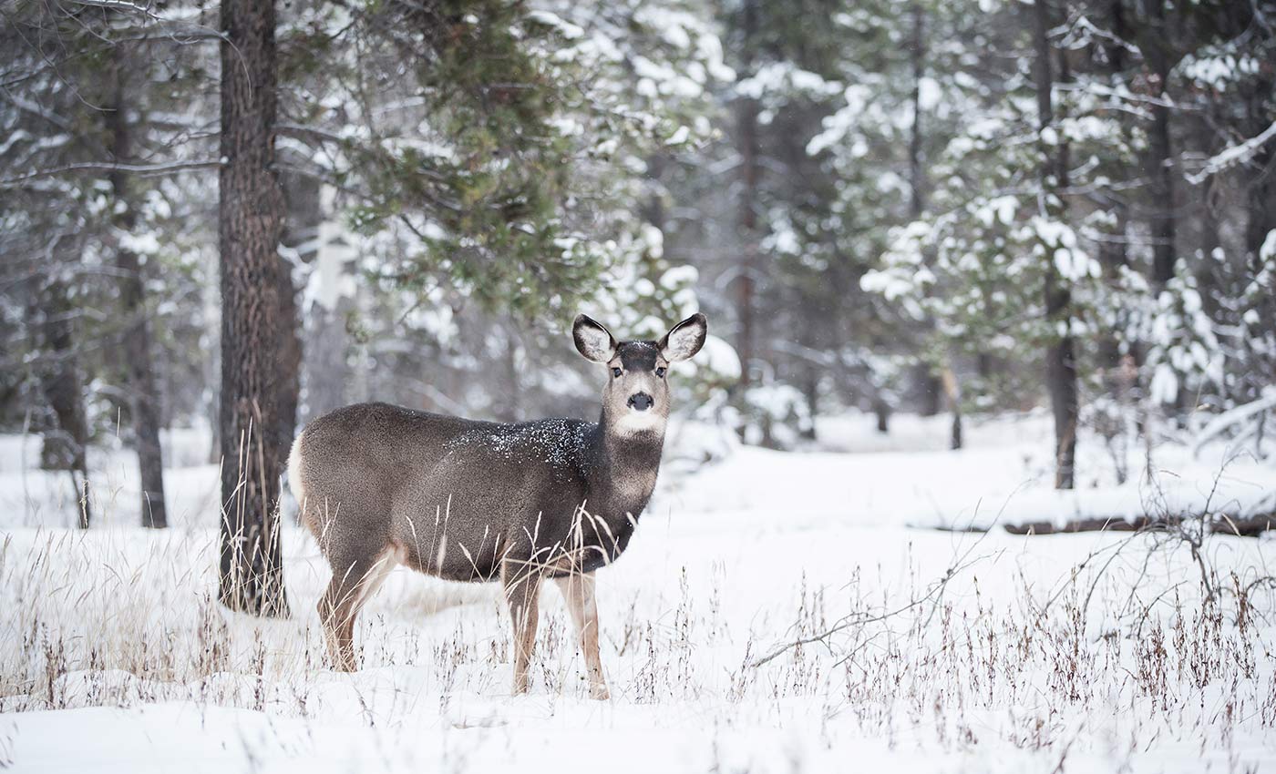 Lobstick Lodge Official Page - Hotel in Jasper, AB: pool, suites
